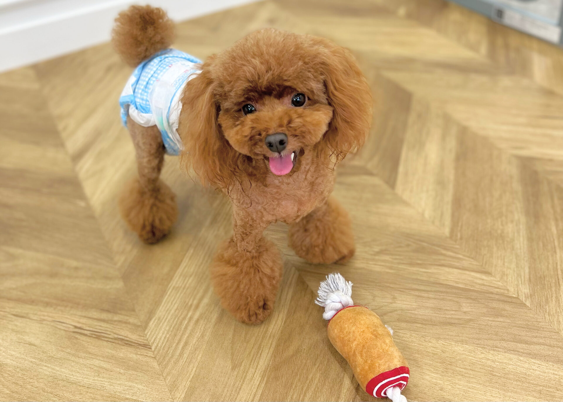 はじめまして - Lis blanc：大田区下丸子のトリミングスタジオ